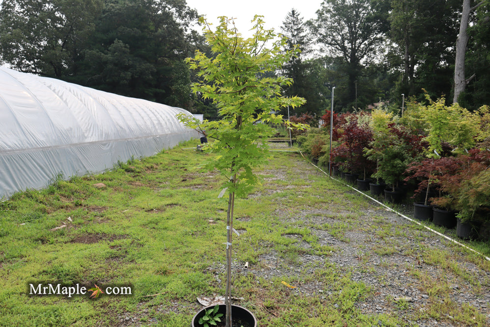 Buy Japanese Maples - MrMaple — Mr Maple │ Buy Japanese Maple Trees
