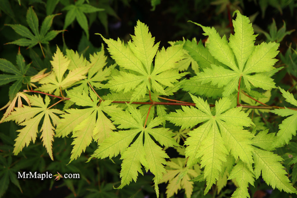 MrMaple 10 New Trees @ 10am on Tuesday — Mr Maple │ Buy Japanese Maple ...