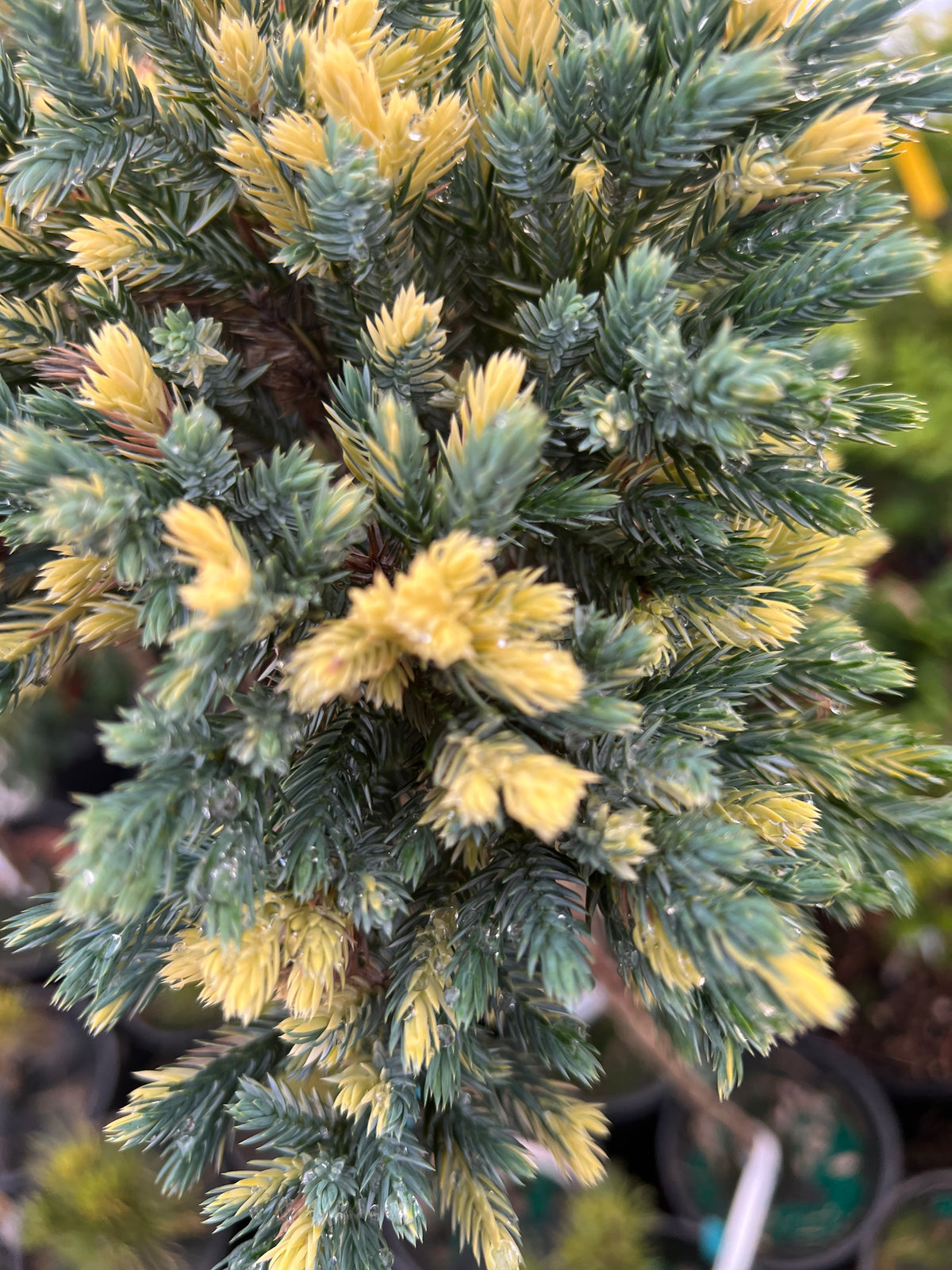 Buy Juniperus squamata ‘Floriant’ Flaky Juniper — Mr Maple │ Buy ...