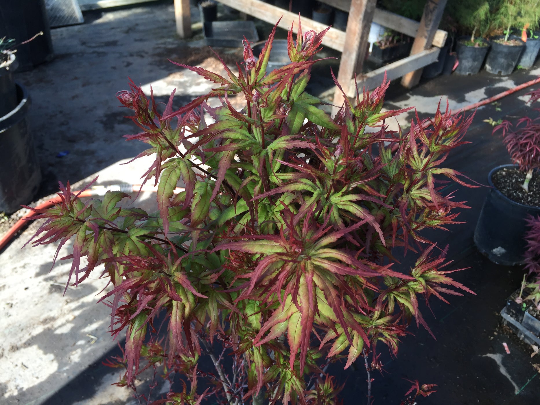 Buy Acer palmatum 'Angel the Prince' Japanese Maple — Mr Maple │ Buy ...