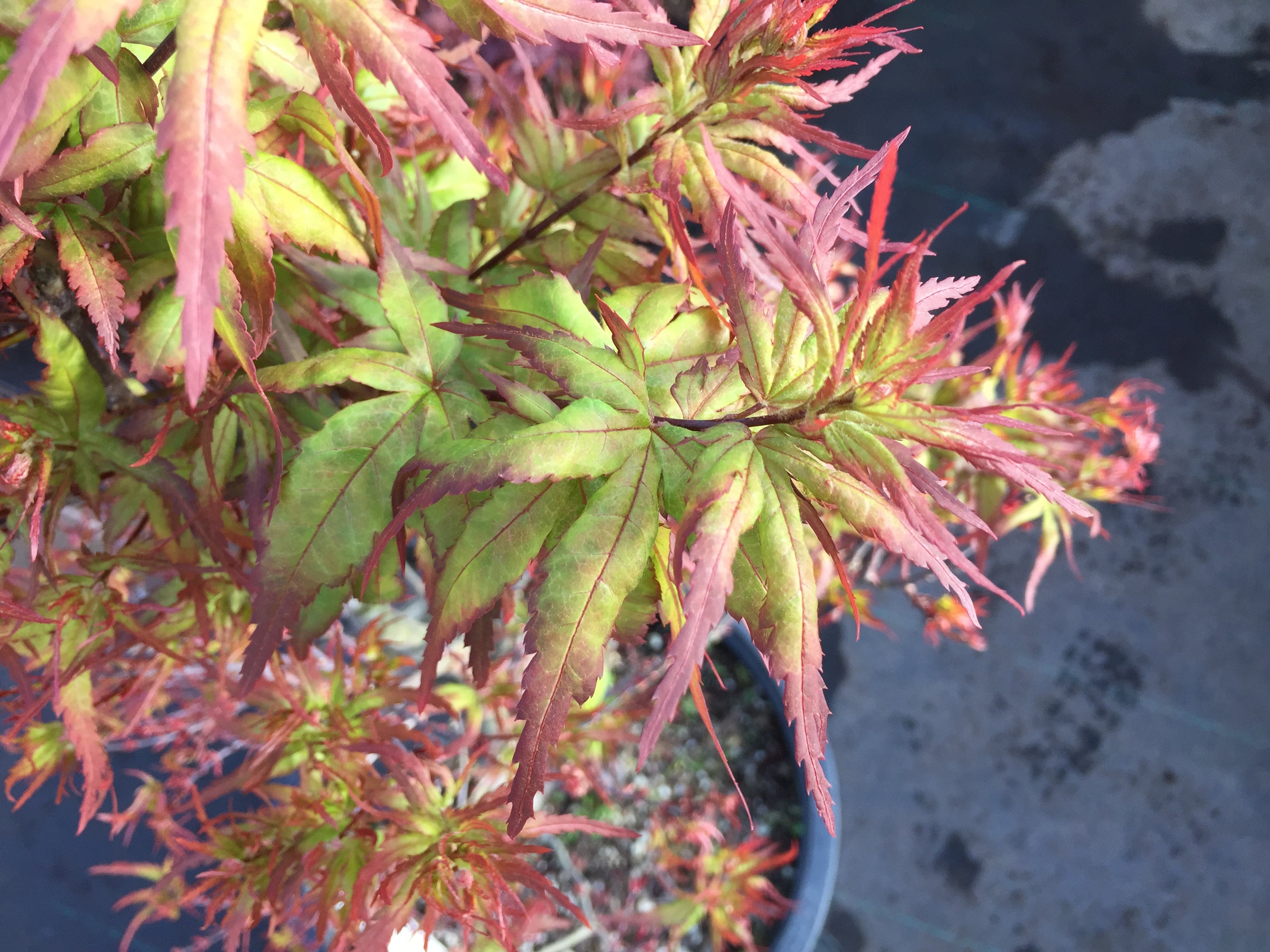 Buy Acer palmatum 'Angel the Prince' Japanese Maple — Mr Maple │ Buy ...