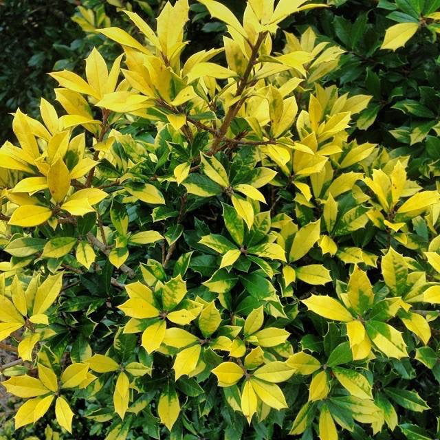 Buy Ilex attenuata 'Sunny Foster' Golden Variegated Holly — Mr Maple ...