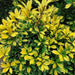 Buy Ilex attenuata 'Sunny Foster' Golden Variegated Holly — Mr Maple ...