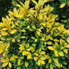 Buy Ilex attenuata 'Sunny Foster' Golden Variegated Holly — Mr Maple ...