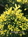 Buy Ilex attenuata 'Sunny Foster' Golden Variegated Holly — Mr Maple ...