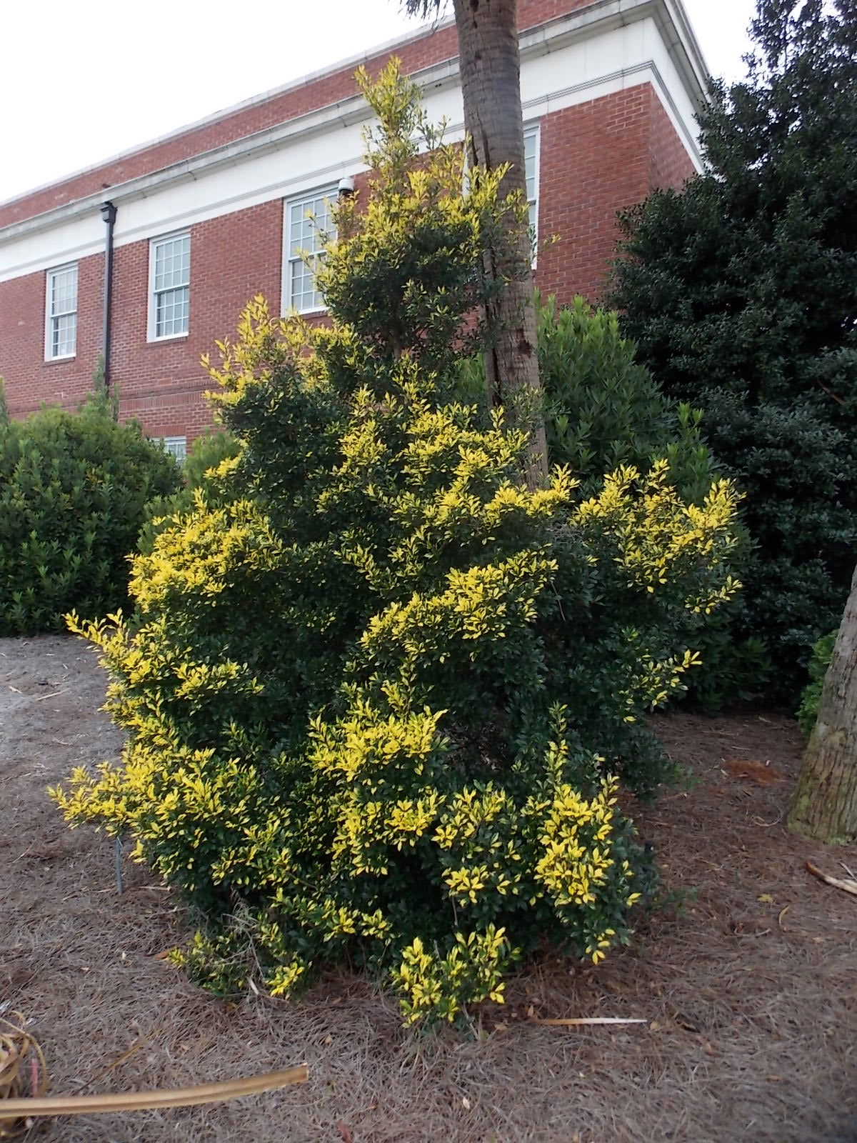 Buy Ilex attenuata 'Sunny Foster' Golden Variegated Holly — Mr Maple ...