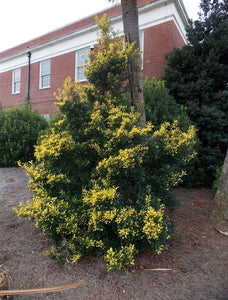 Buy Ilex attenuata 'Sunny Foster' Golden Variegated Holly — Mr Maple ...
