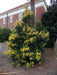 Buy Ilex attenuata 'Sunny Foster' Golden Variegated Holly — Mr Maple ...