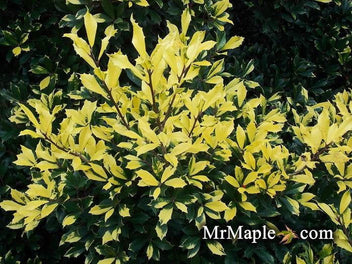 Buy Ilex attenuata 'Sunny Foster' Golden Variegated Holly — Mr Maple ...