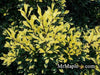 Buy Ilex attenuata 'Sunny Foster' Golden Variegated Holly — Mr Maple ...