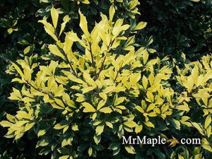 Buy Ilex attenuata 'Sunny Foster' Golden Variegated Holly — Mr Maple ...