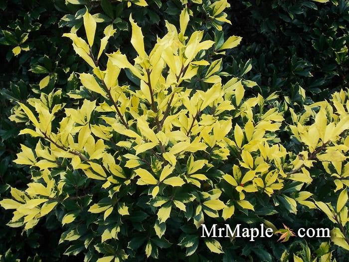 Buy Ilex attenuata 'Sunny Foster' Golden Variegated Holly — Mr Maple ...