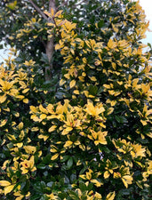 Buy Ilex attenuata 'Sunny Foster' Golden Variegated Holly — Mr Maple ...