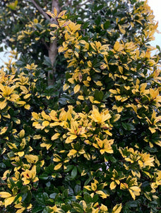 Buy Ilex attenuata 'Sunny Foster' Golden Variegated Holly — Mr Maple ...