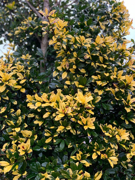 Buy Ilex attenuata 'Sunny Foster' Golden Variegated Holly — Mr Maple ...