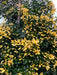 Buy Ilex attenuata 'Sunny Foster' Golden Variegated Holly — Mr Maple ...