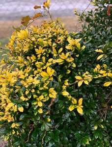Buy Ilex attenuata 'Sunny Foster' Golden Variegated Holly — Mr Maple ...