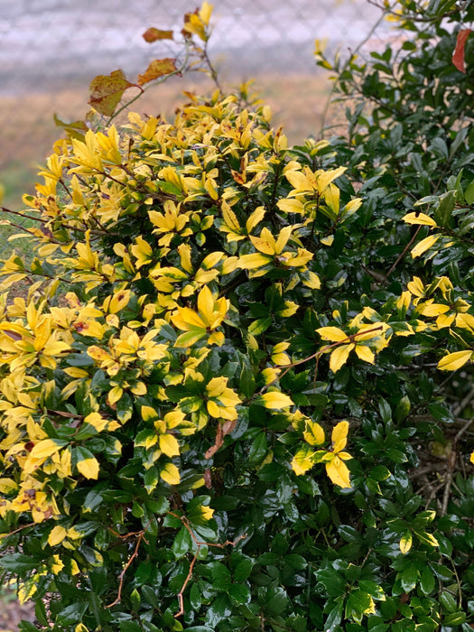 Buy Ilex attenuata 'Sunny Foster' Golden Variegated Holly — Mr Maple ...