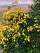 Buy Ilex attenuata 'Sunny Foster' Golden Variegated Holly — Mr Maple ...
