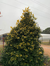 Buy Ilex attenuata 'Sunny Foster' Golden Variegated Holly — Mr Maple ...