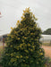 Buy Ilex attenuata 'Sunny Foster' Golden Variegated Holly — Mr Maple ...