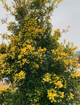 Buy Ilex attenuata 'Sunny Foster' Golden Variegated Holly — Mr Maple ...