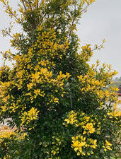 Buy Ilex attenuata 'Sunny Foster' Golden Variegated Holly — Mr Maple ...