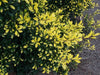 Buy Ilex attenuata 'Sunny Foster' Golden Variegated Holly — Mr Maple ...