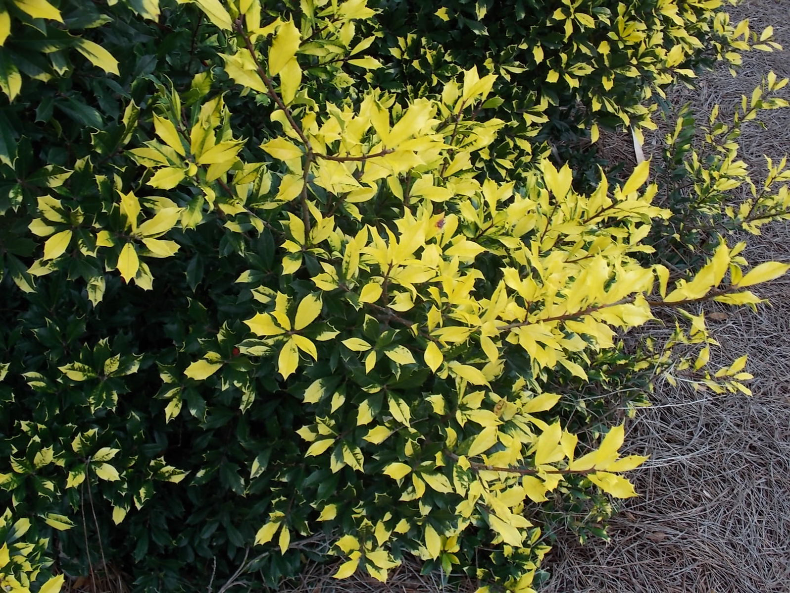 Buy Ilex attenuata 'Sunny Foster' Golden Variegated Holly — Mr Maple ...