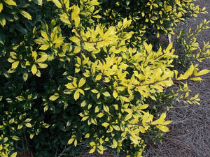 Buy Ilex attenuata 'Sunny Foster' Golden Variegated Holly — Mr Maple ...