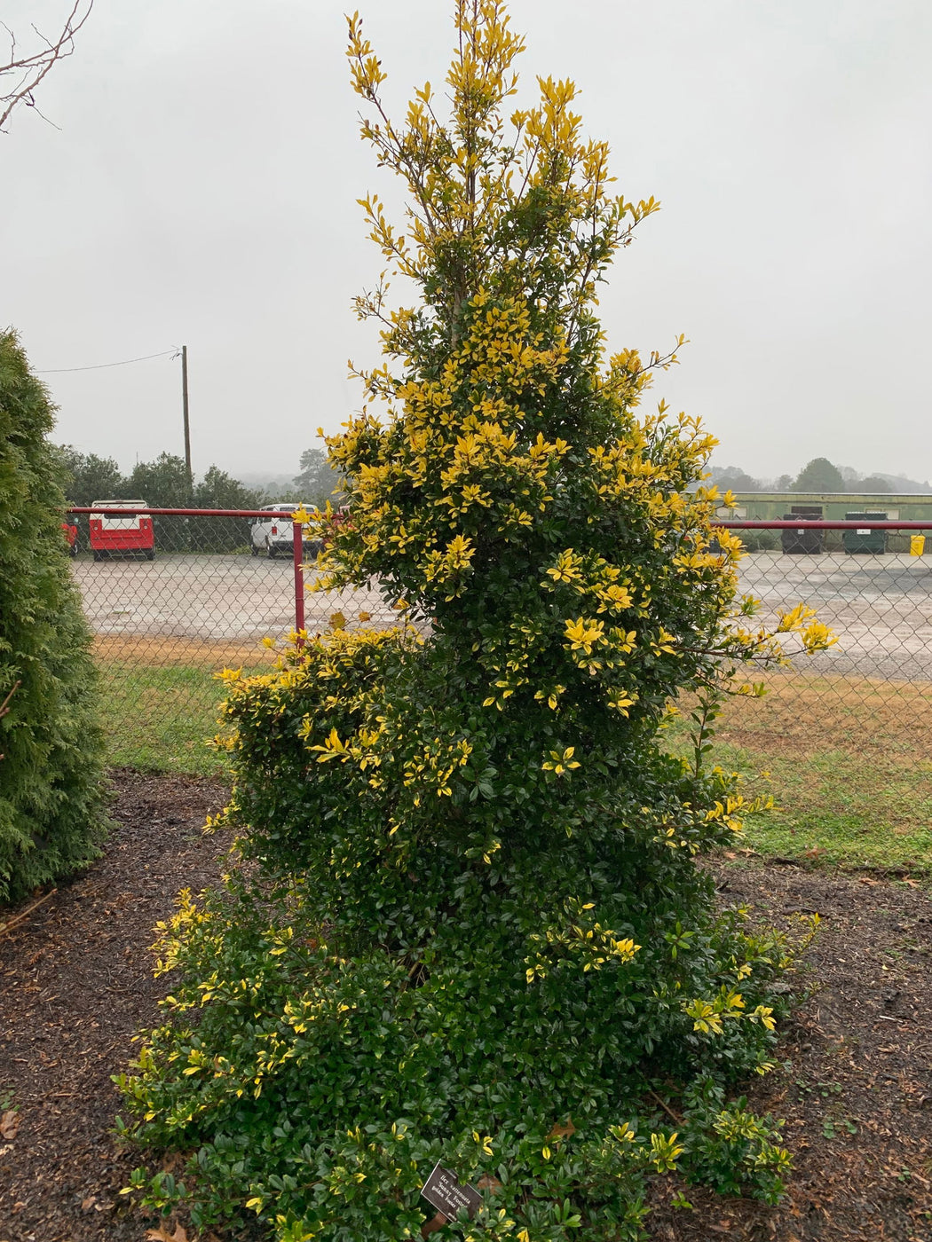Buy Ilex attenuata 'Sunny Foster' Golden Variegated Holly — Mr Maple ...