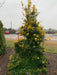 Buy Ilex attenuata 'Sunny Foster' Golden Variegated Holly — Mr Maple ...