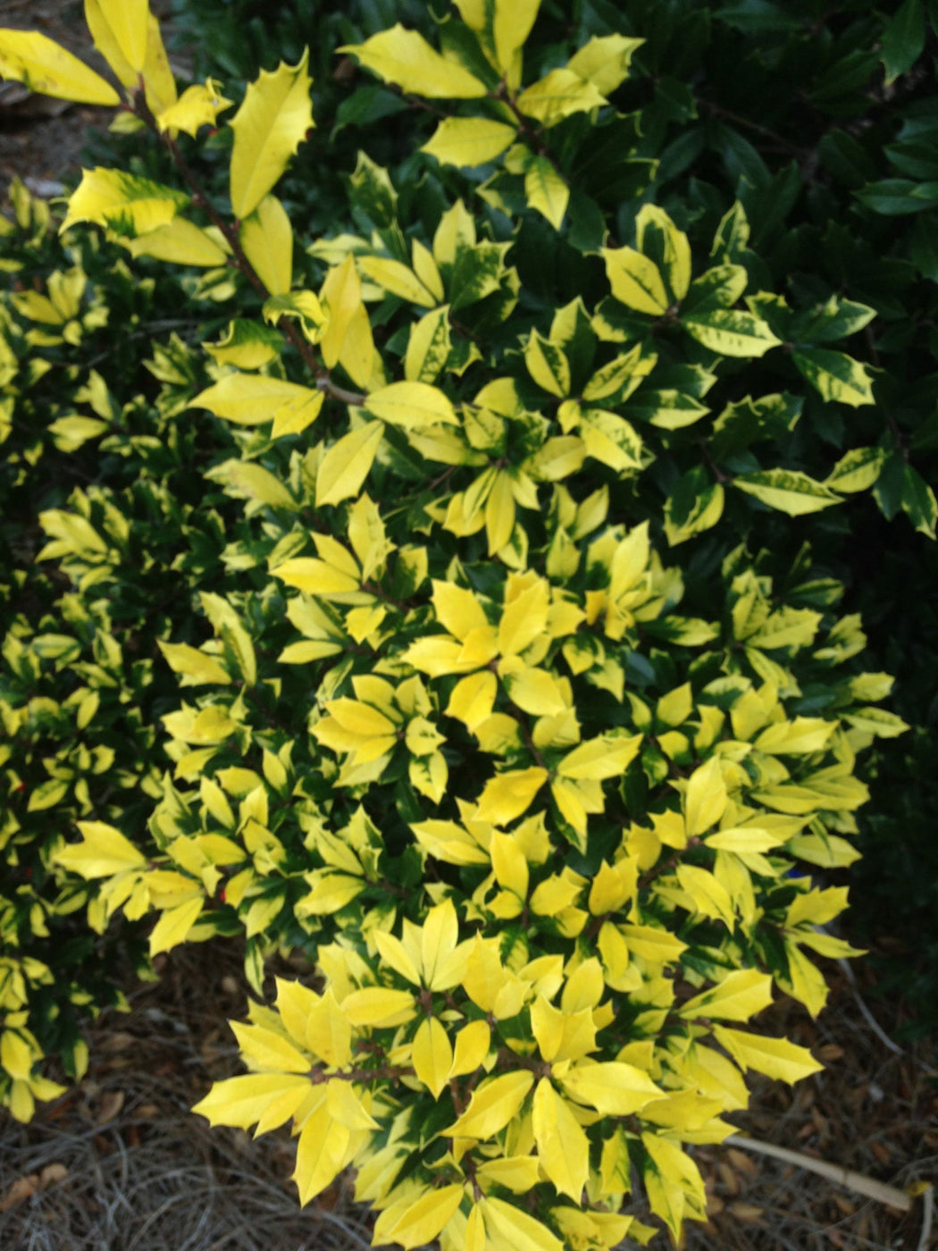 Buy Ilex attenuata 'Sunny Foster' Golden Variegated Holly — Mr Maple ...