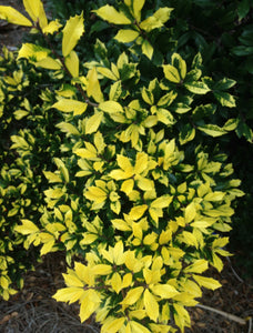 Buy Ilex attenuata 'Sunny Foster' Golden Variegated Holly — Mr Maple ...