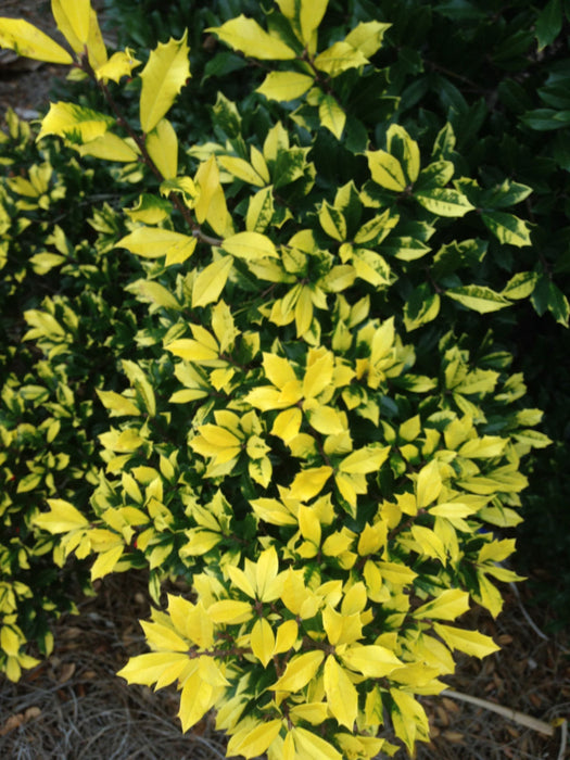 Buy Ilex attenuata 'Sunny Foster' Golden Variegated Holly — Mr Maple ...