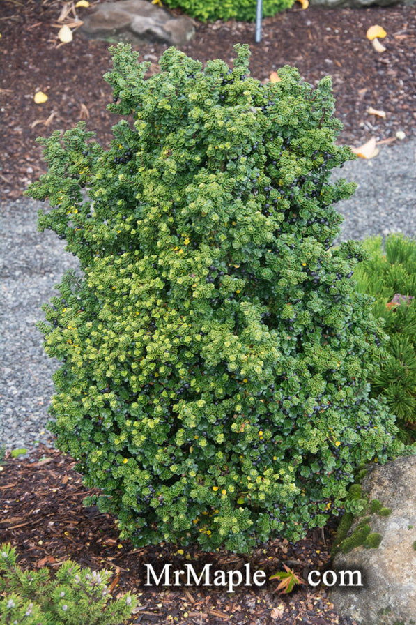 Buy Ilex crenata 'Dwarf Pagoda' Dwarf Japanese Holly — Mr Maple │ Buy ...