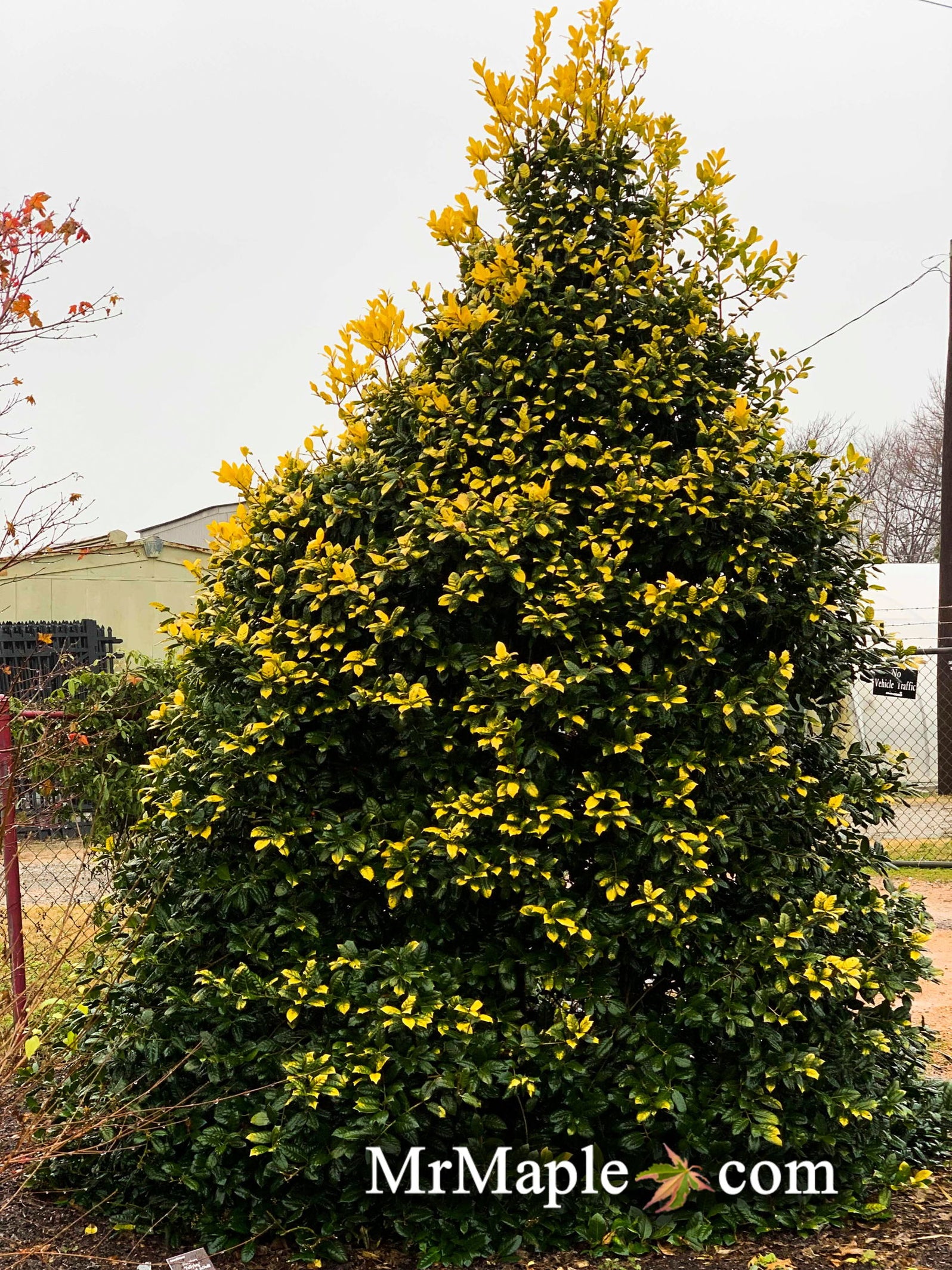 Buy Ilex x 'Whoa Nellie' Golden Variegated Nellie Stevens Holly — Mr ...