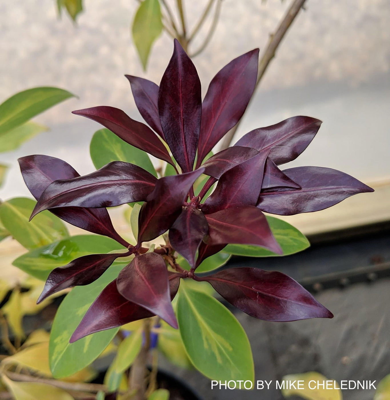 Buy Illicium anisatum 'Murasaki-no-sato'' Japanese Anise Shrub — Mr ...