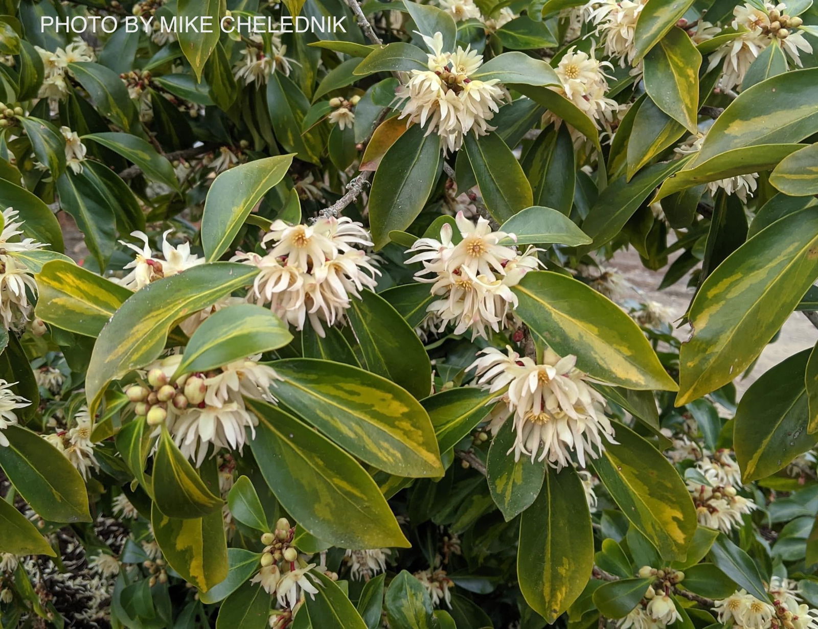 Buy Illicium anisatum 'Murasaki-no-sato'' Japanese Anise Shrub — Mr ...