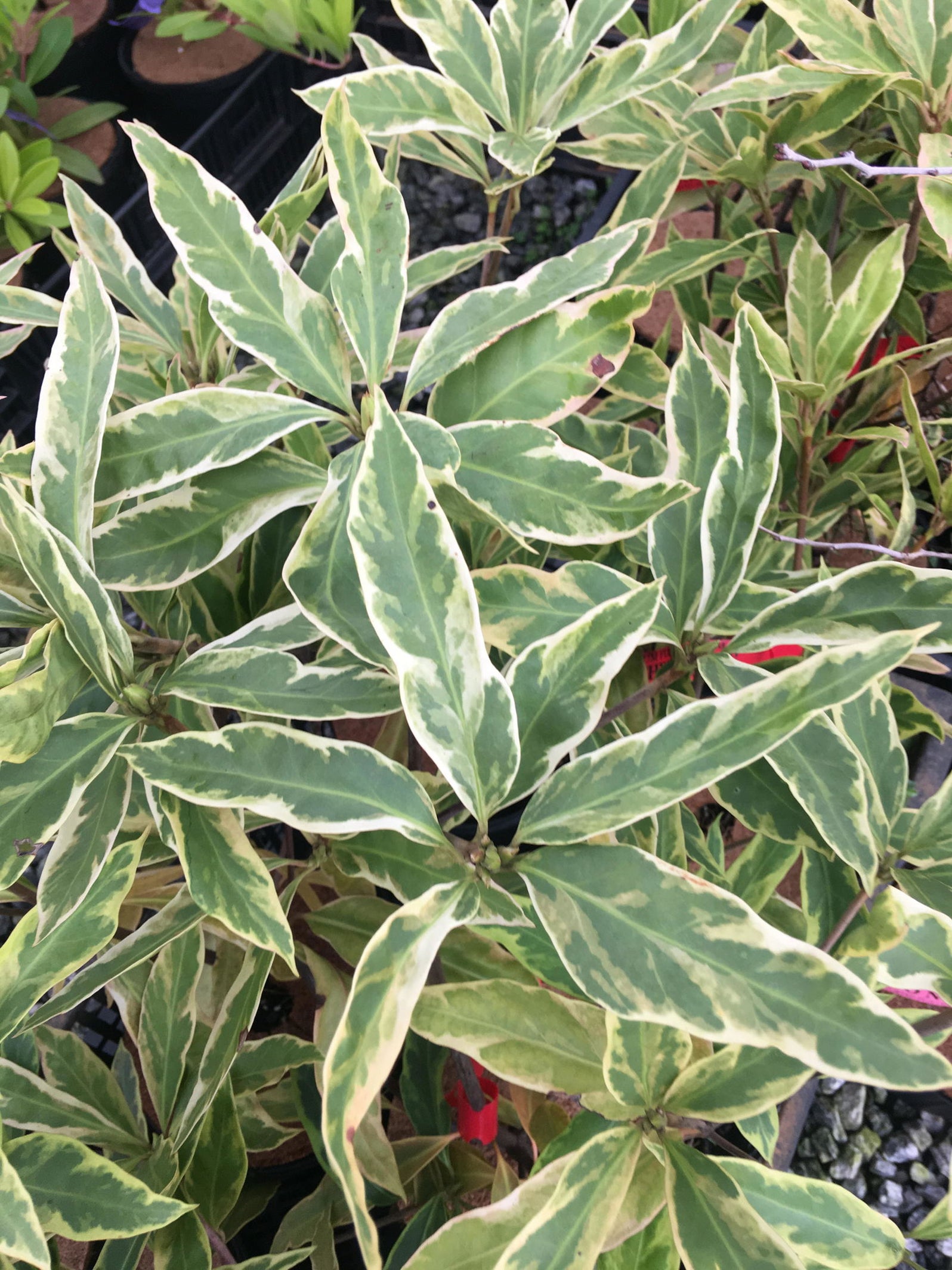 Buy Illicium floridanum 'Southern Star' Variegated Florida Anise — Mr ...