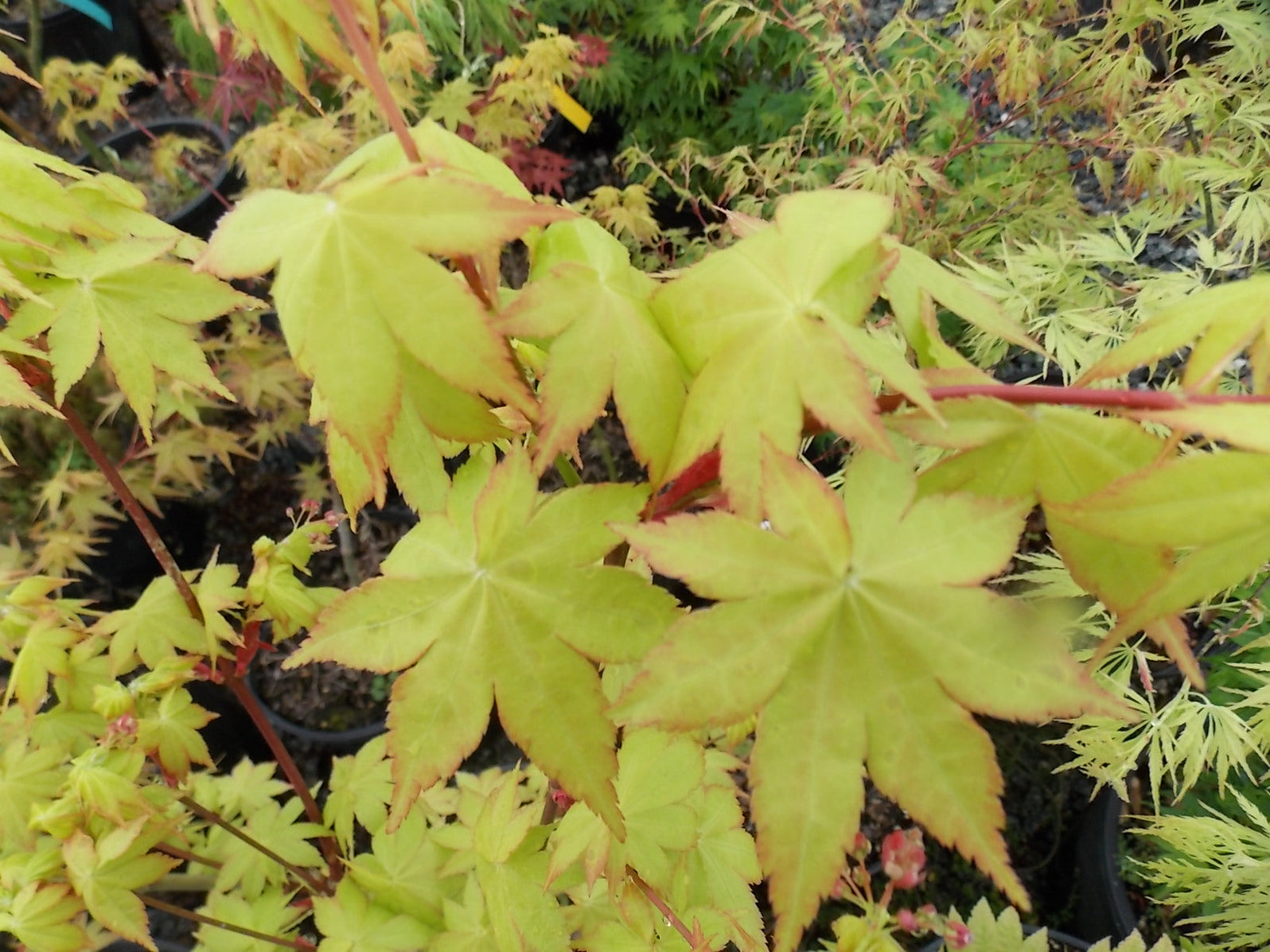 Buy Acer palmatum 'Summer Gold' Japanese Maple — Mr Maple │ Buy ...