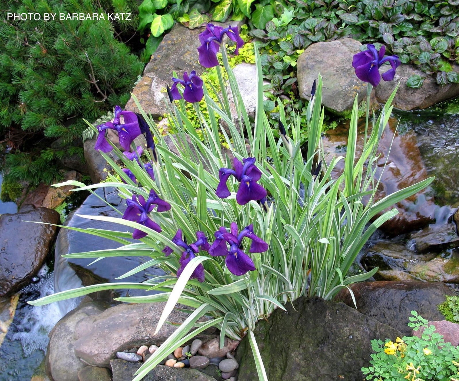 Buy Iris ensata 'Variegata' Variegated Japanese Water Iris — Mr Maple ...