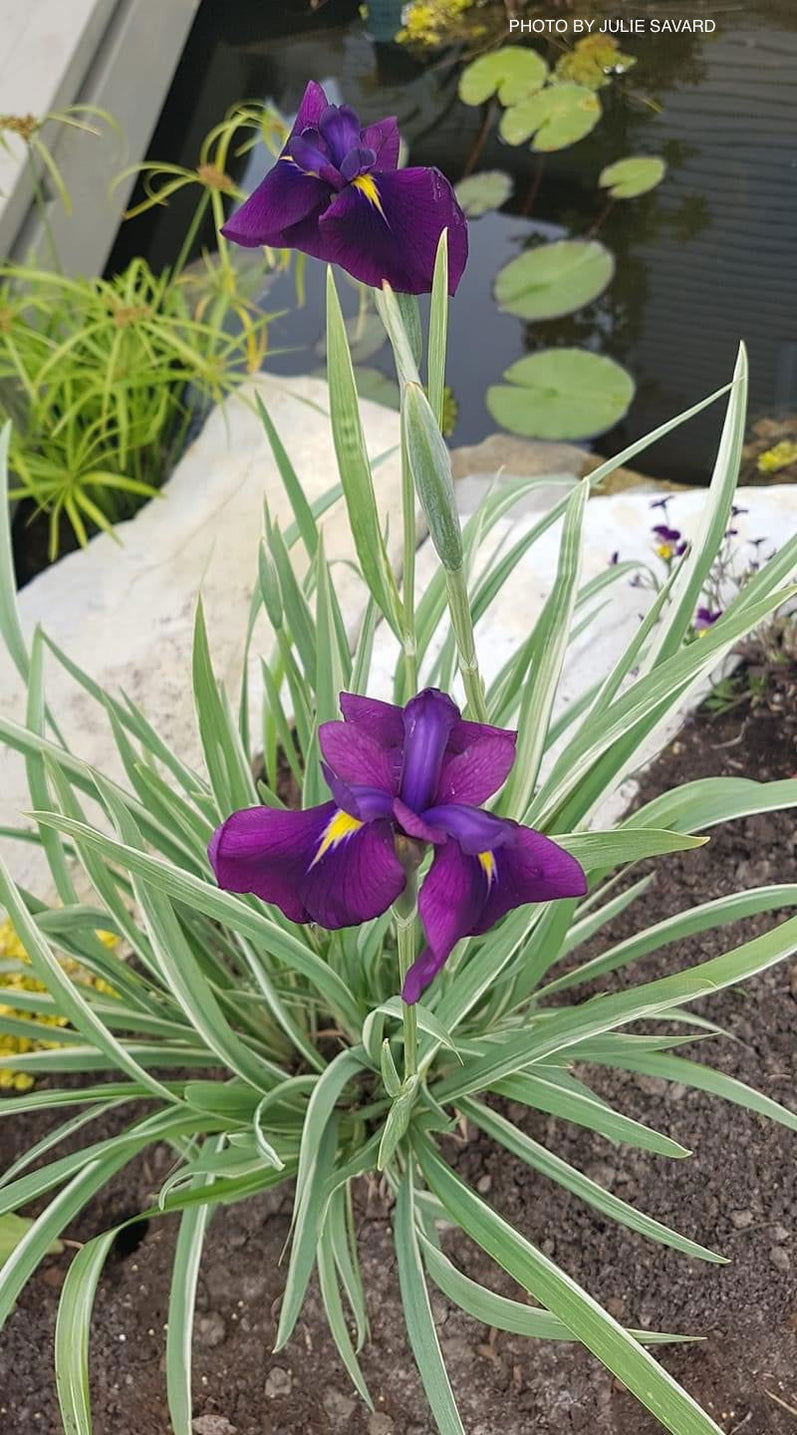 Buy Iris ensata 'Variegata' Variegated Japanese Water Iris — Mr Maple ...