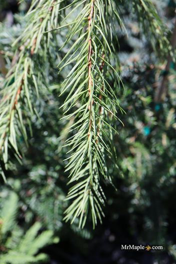 Buy Larix Kaempferi 'Jacobsen's Pyramid' Rare Japanese Larch — Mr Maple ...