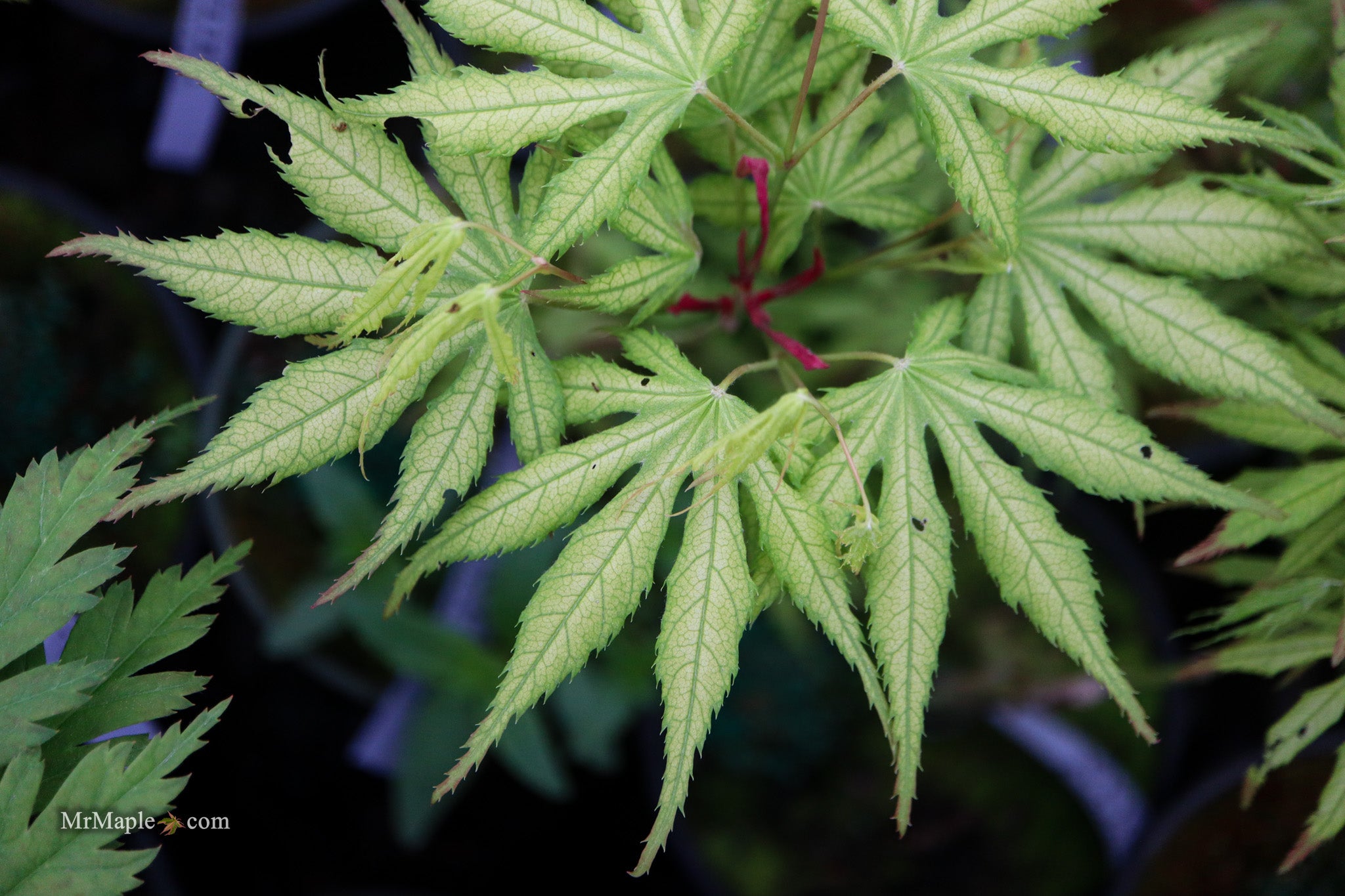 Buy Acer palmatum 'Julia' Japanese Maple — Mr Maple │ Buy Japanese ...