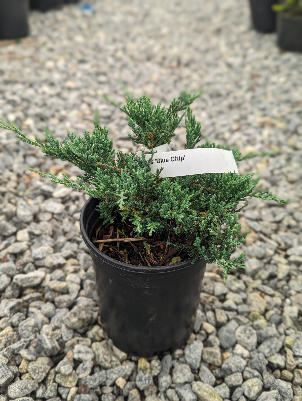 Buy Juniperus horizontalis 'Blue Chip' Blue Rug Juniper — Mr Maple ...