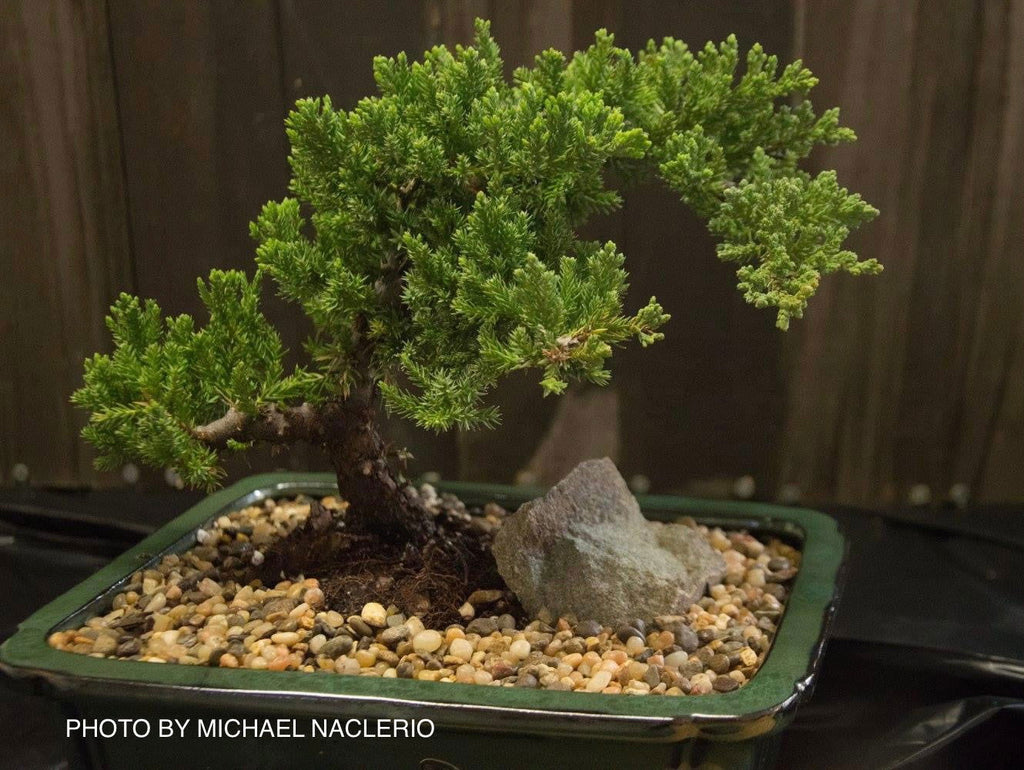 juniper tree dwarf