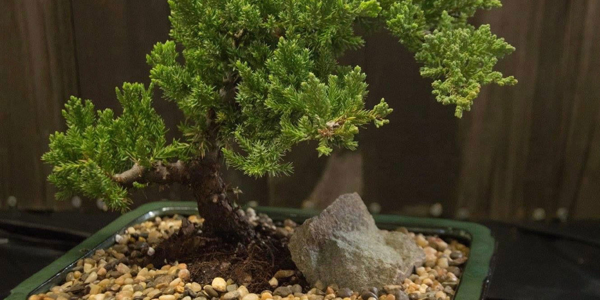 juniperus procumbens