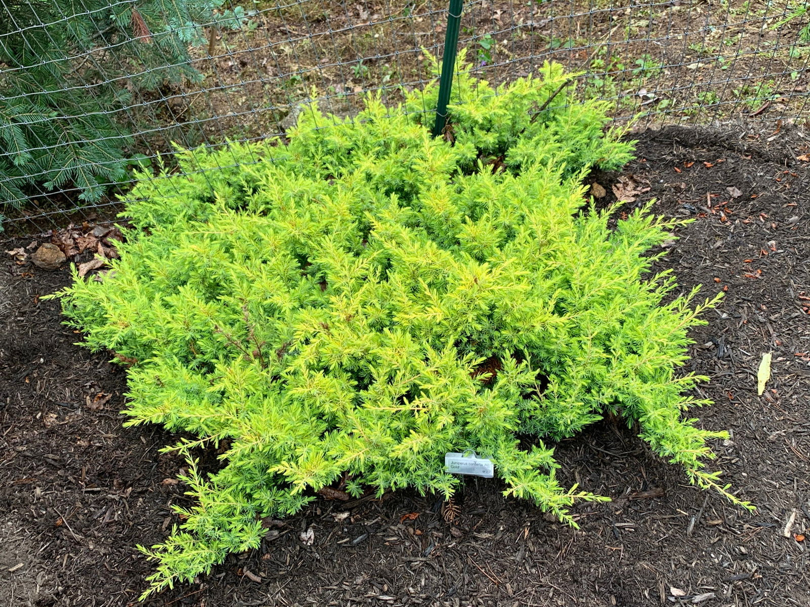Buy Juniperus rigida conferta 'All Gold' Golden Shore Juniper — Mr ...