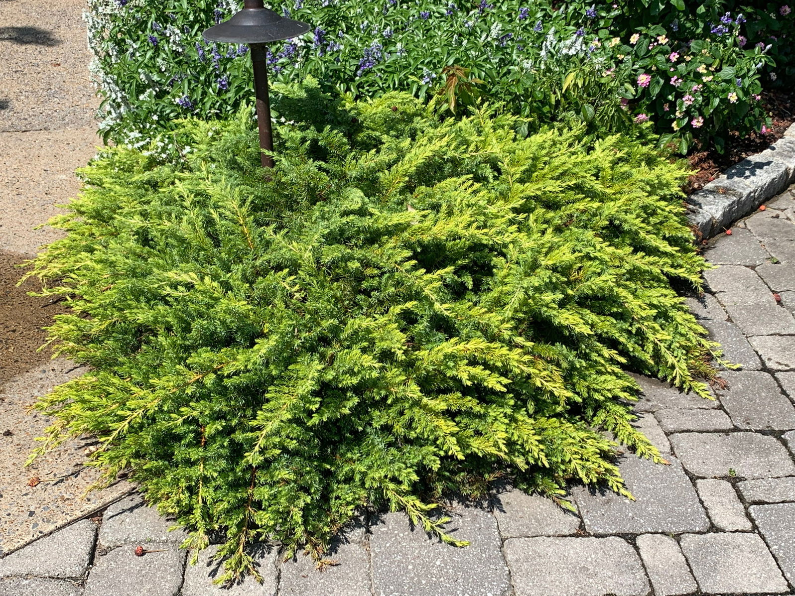 Buy Juniperus rigida conferta 'All Gold' Golden Shore Juniper — Mr ...